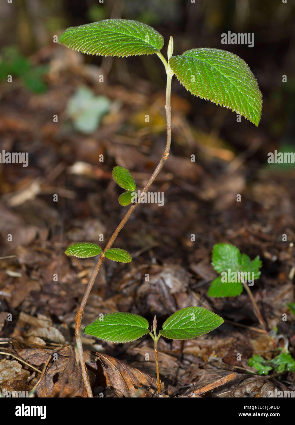 Germination tree hi-res stock photography and images - Alamy
