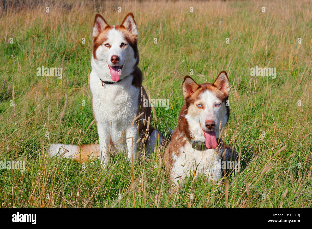 Two huskies hi-res stock photography and images - Alamy