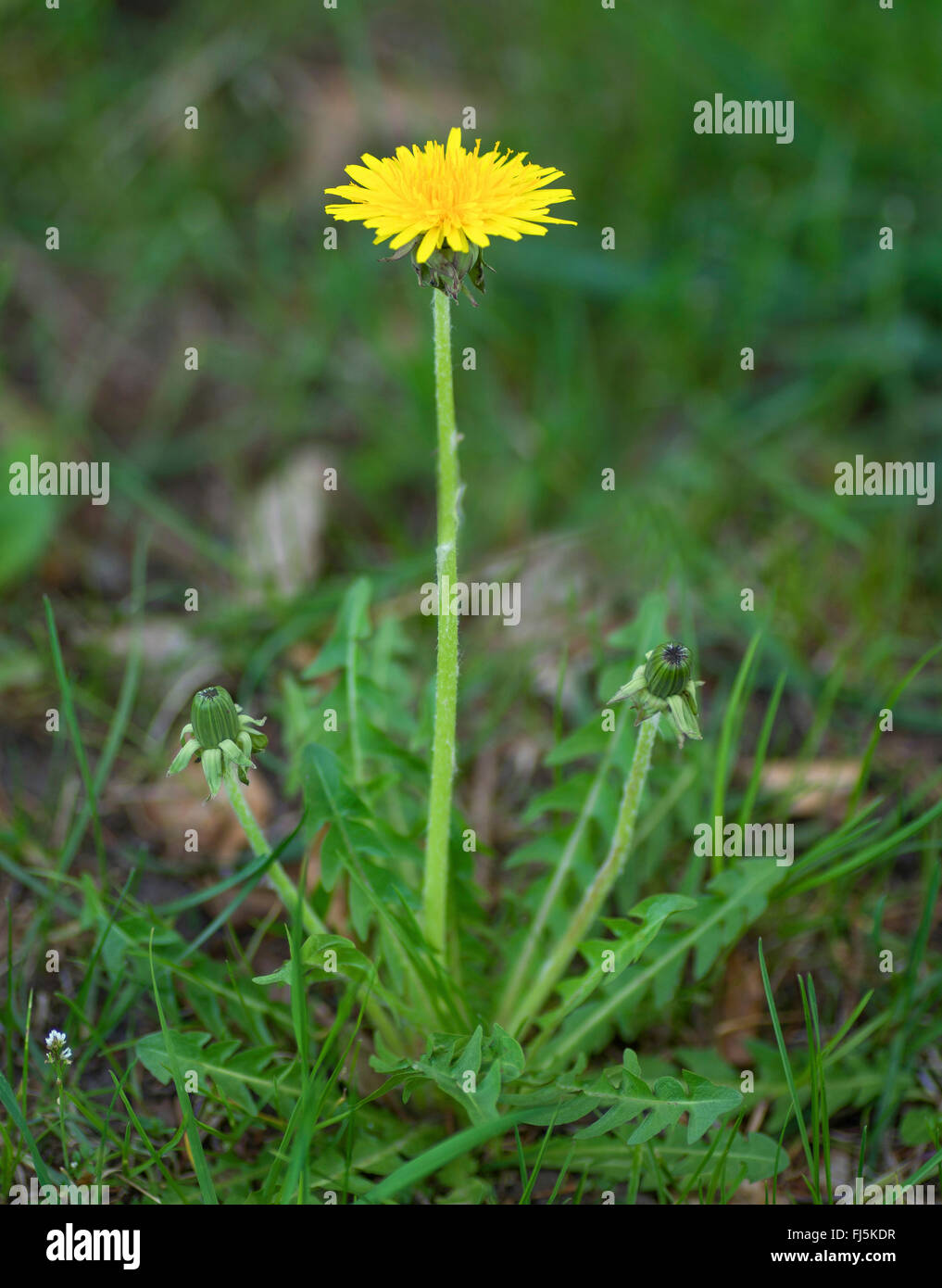 common dandelion (Taraxacum officinale), blooming, Germany, Bavaria ...