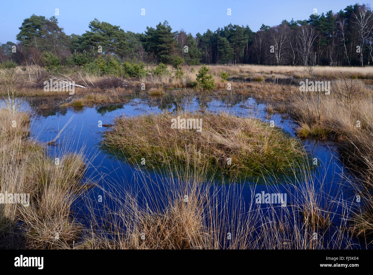 Peat land swamp forest hi-res stock photography and images - Alamy