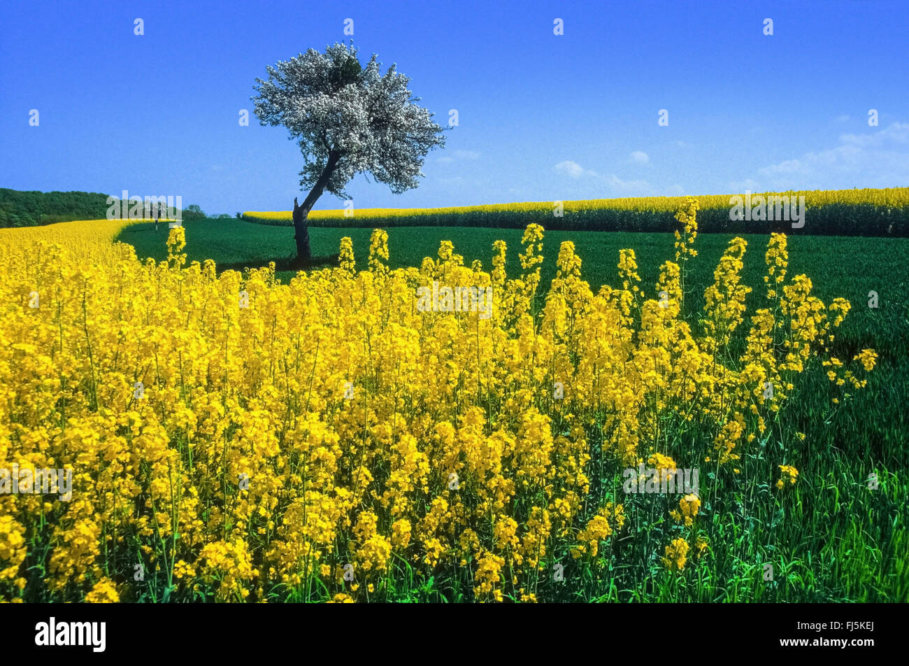 apple tree (Malus domestica), blooming apple tree amongst rape fields ...