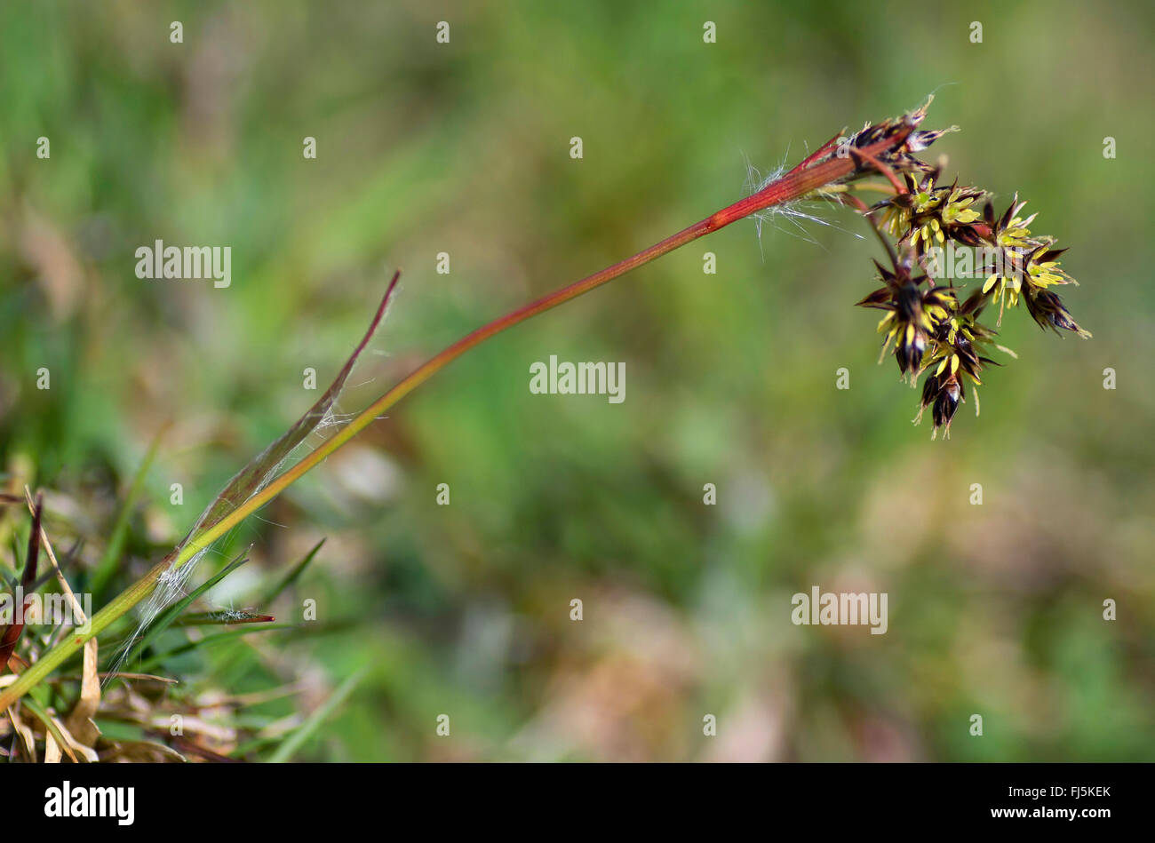 field wood-rush, sweeps brush (Luzula campestris), blooming, Germany ...