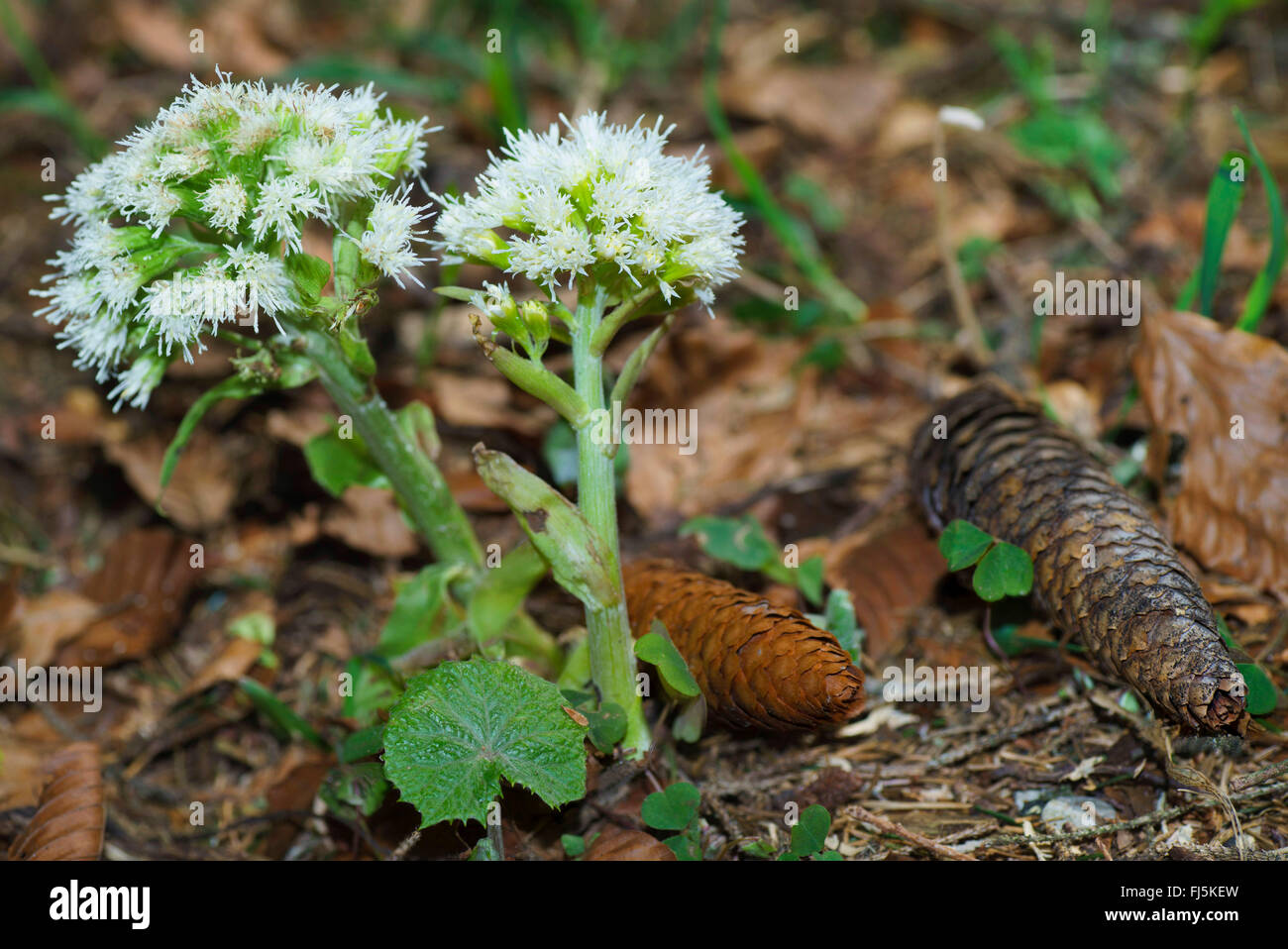 Germany bavaria alpine hi-res stock photography and images - Alamy