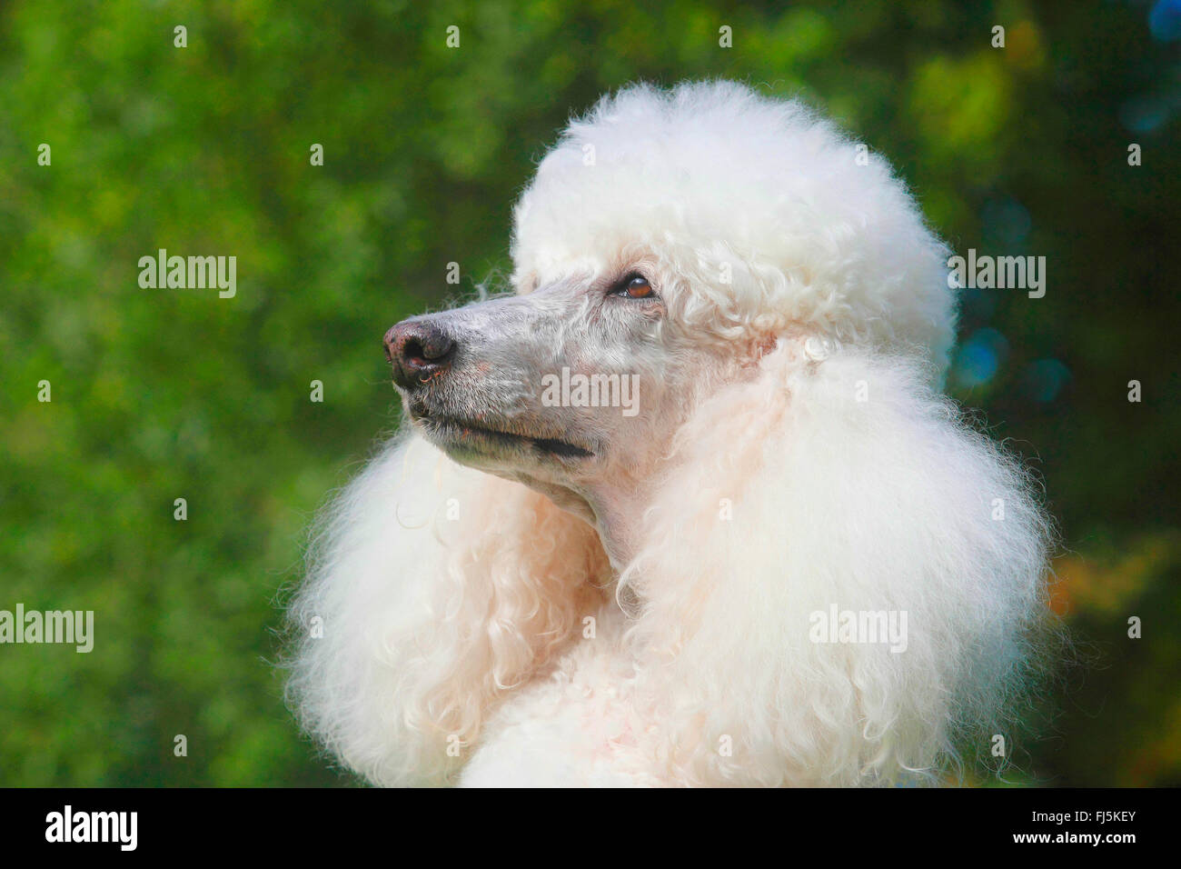 Poodle (Canis lupus f. familiaris), white Standard Poodle, portrait of ...