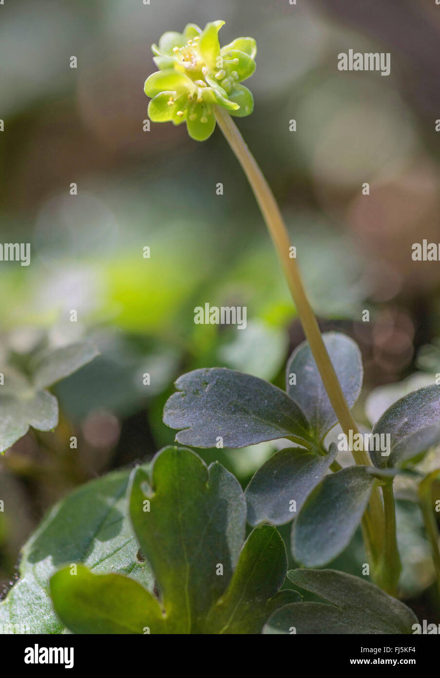 Moschatel, Five-faced bishop, Hollowroot, Muskroot, Townhall clock ...