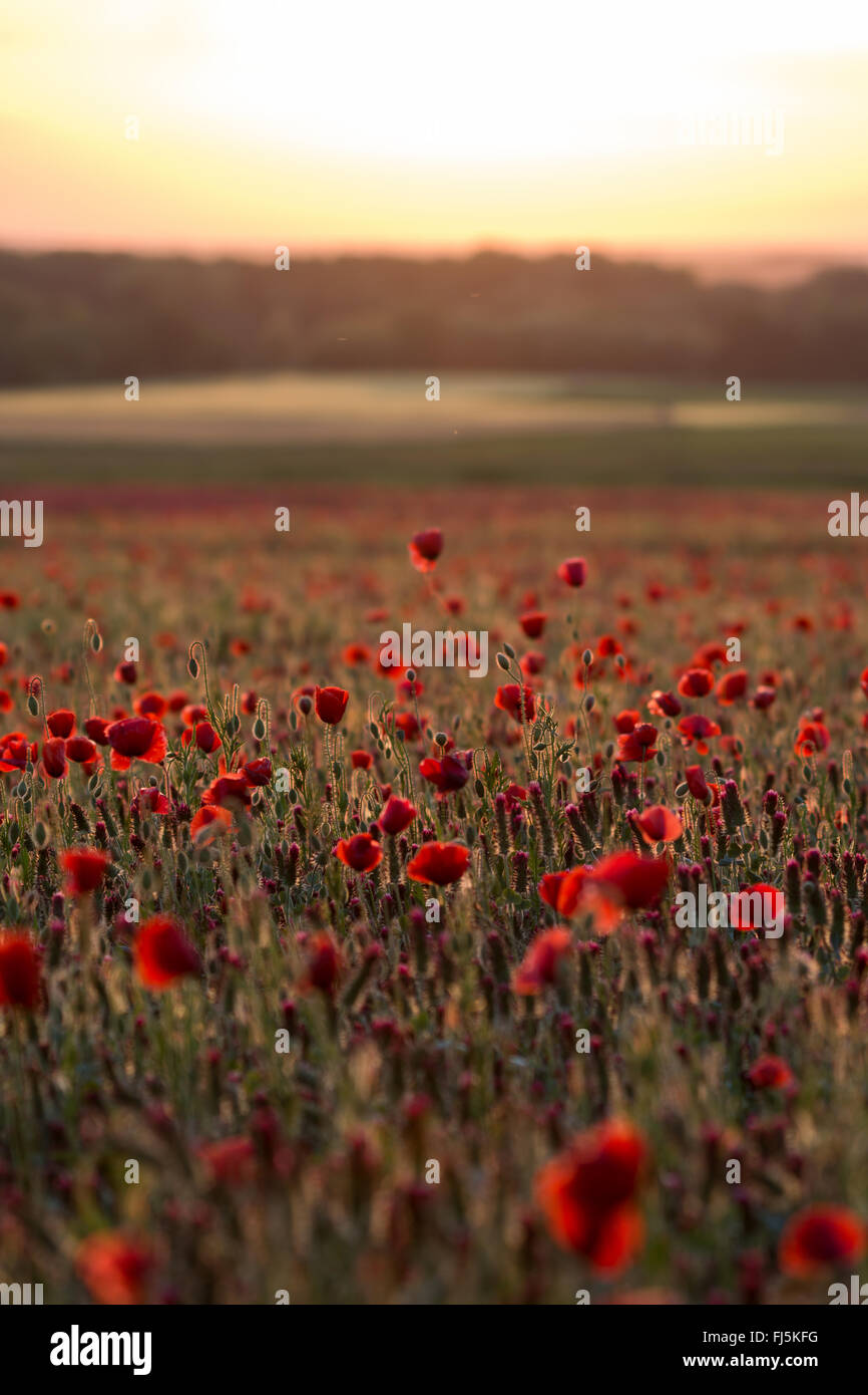 Poppy field in the sunset light Stock Photo - Alamy
