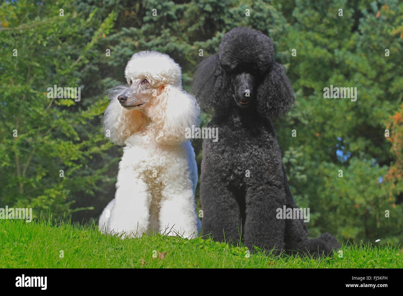 Poodle (Canis lupus f. familiaris), black and white Standard Poodle ...