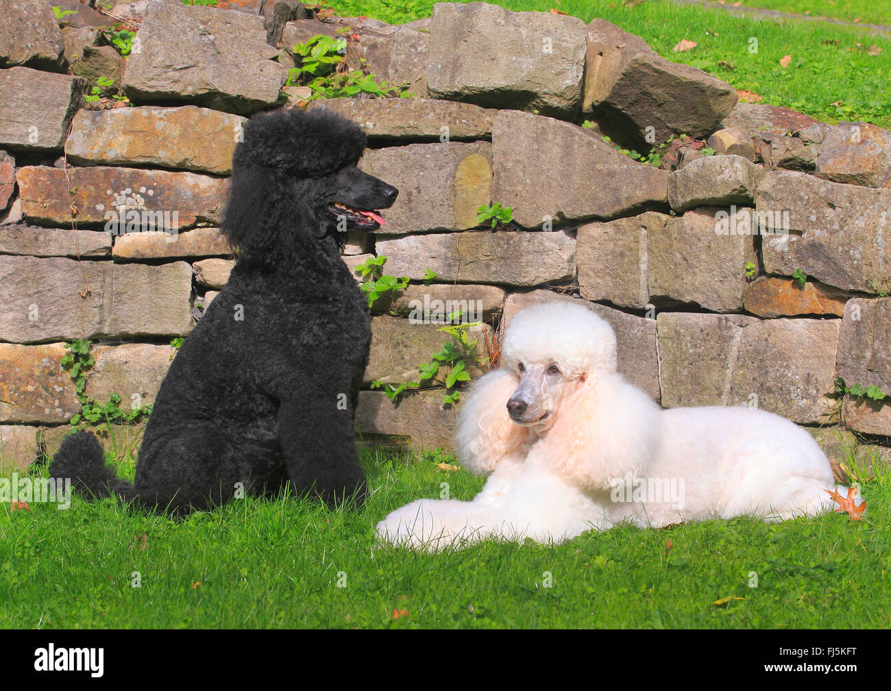 Poodle (Canis lupus f. familiaris), black and white Standard Poodle ...