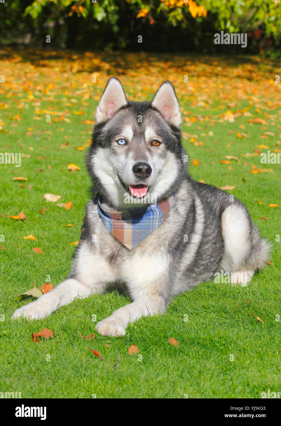 Can Huskies Be Mixed Breeds