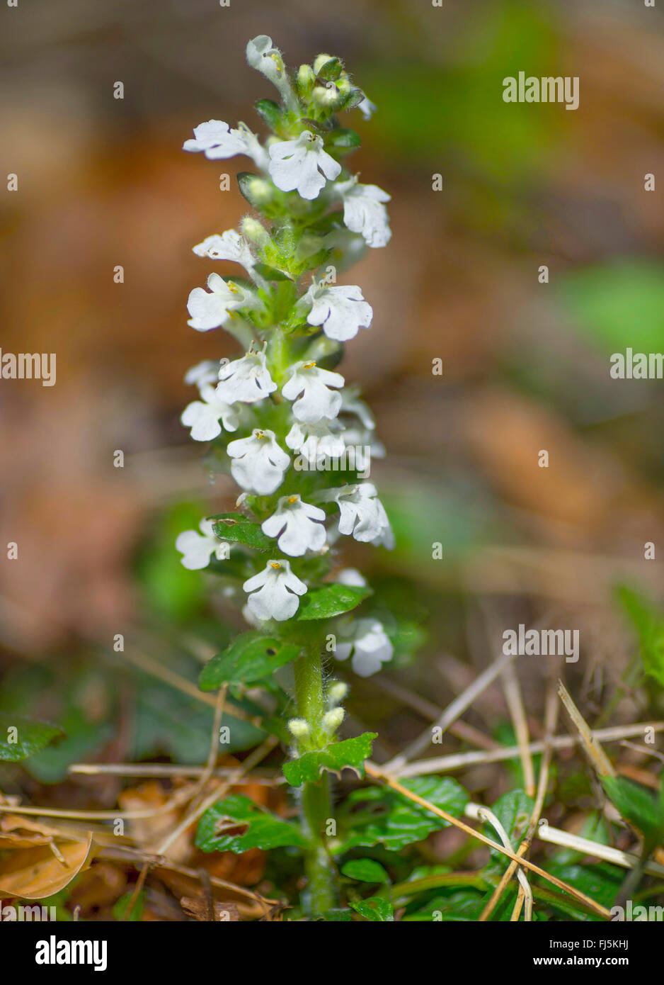 Common bugle creeping bugleweed ajuga hi-res stock photography and ...
