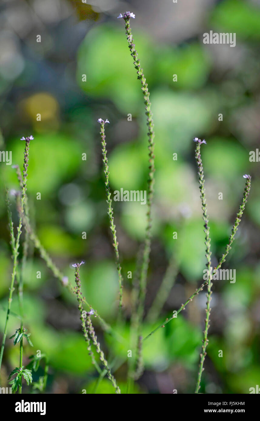 European vervain, Turkey Grass, Simpler's Joy (Verbena officinalis ...