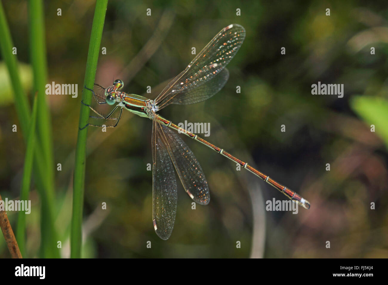 Spread winged damselflies hi-res stock photography and images - Alamy