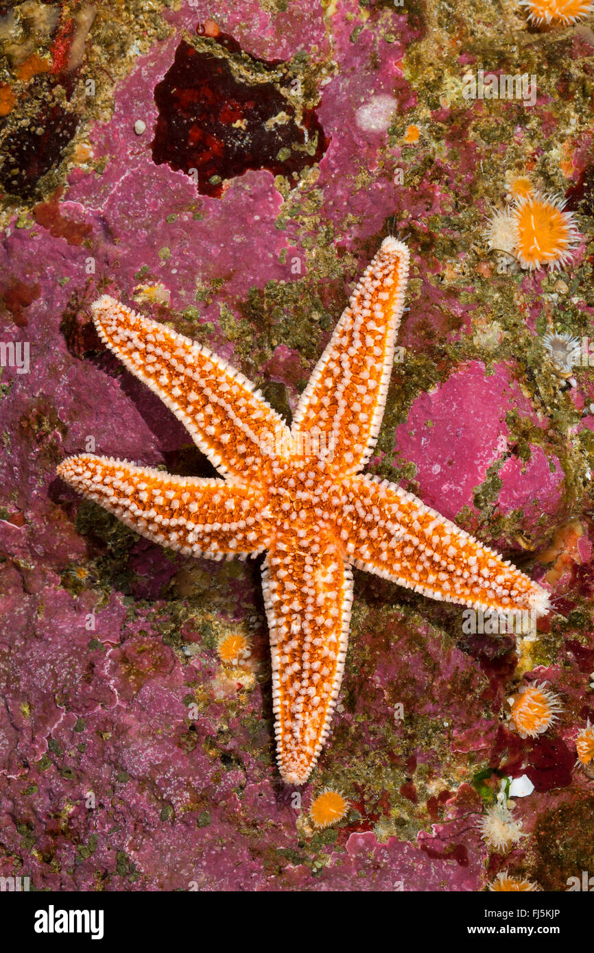 Common starfish hi-res stock photography and images - Alamy