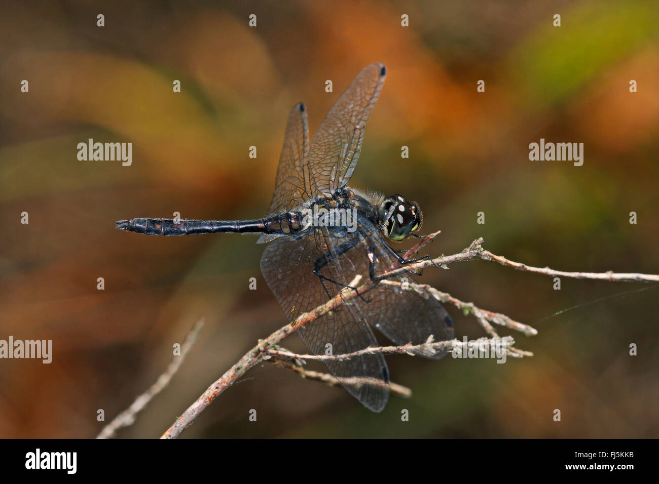 black sympetrum (Sympetrum danae), male on a stem, side view, Germany ...