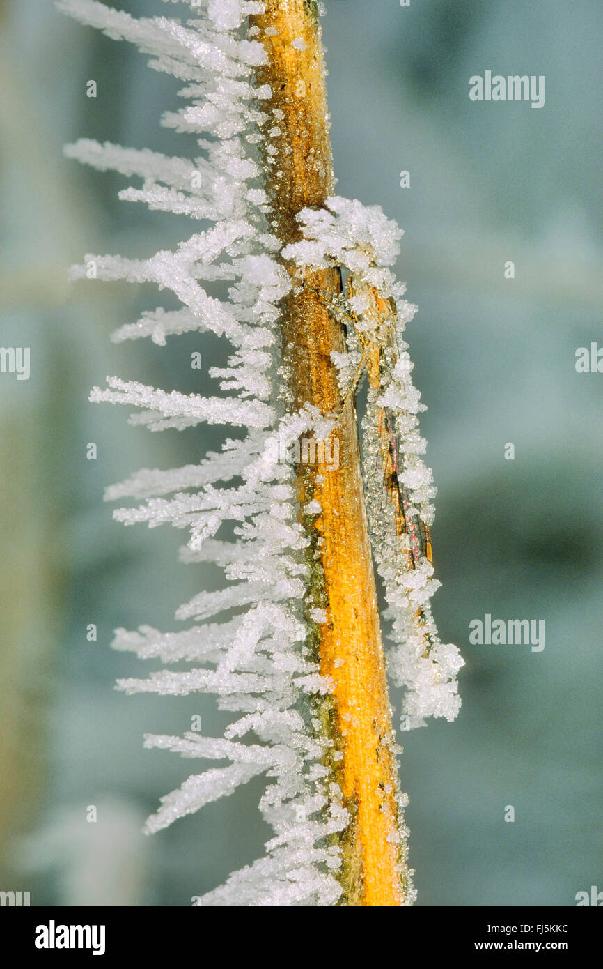 Siberian winter damselfly (Sympecma annulata, Sympecma paedisca ...