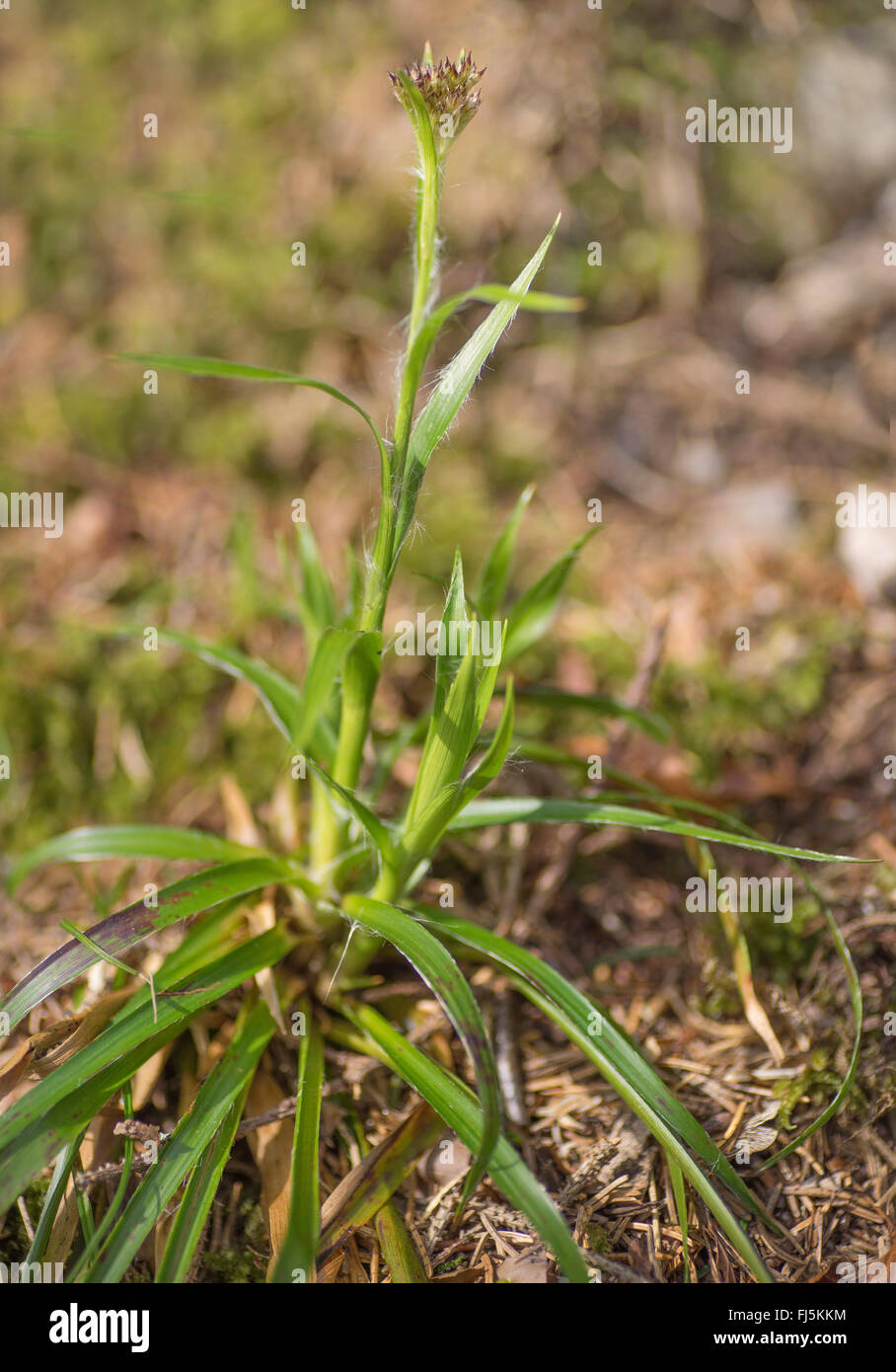 Oakforest woodrush (Luzula luzuloides. Luzula albida), in bud, Germany ...