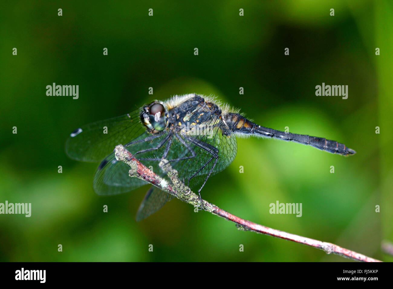 black sympetrum (Sympetrum danae), landing on a stem, side view ...