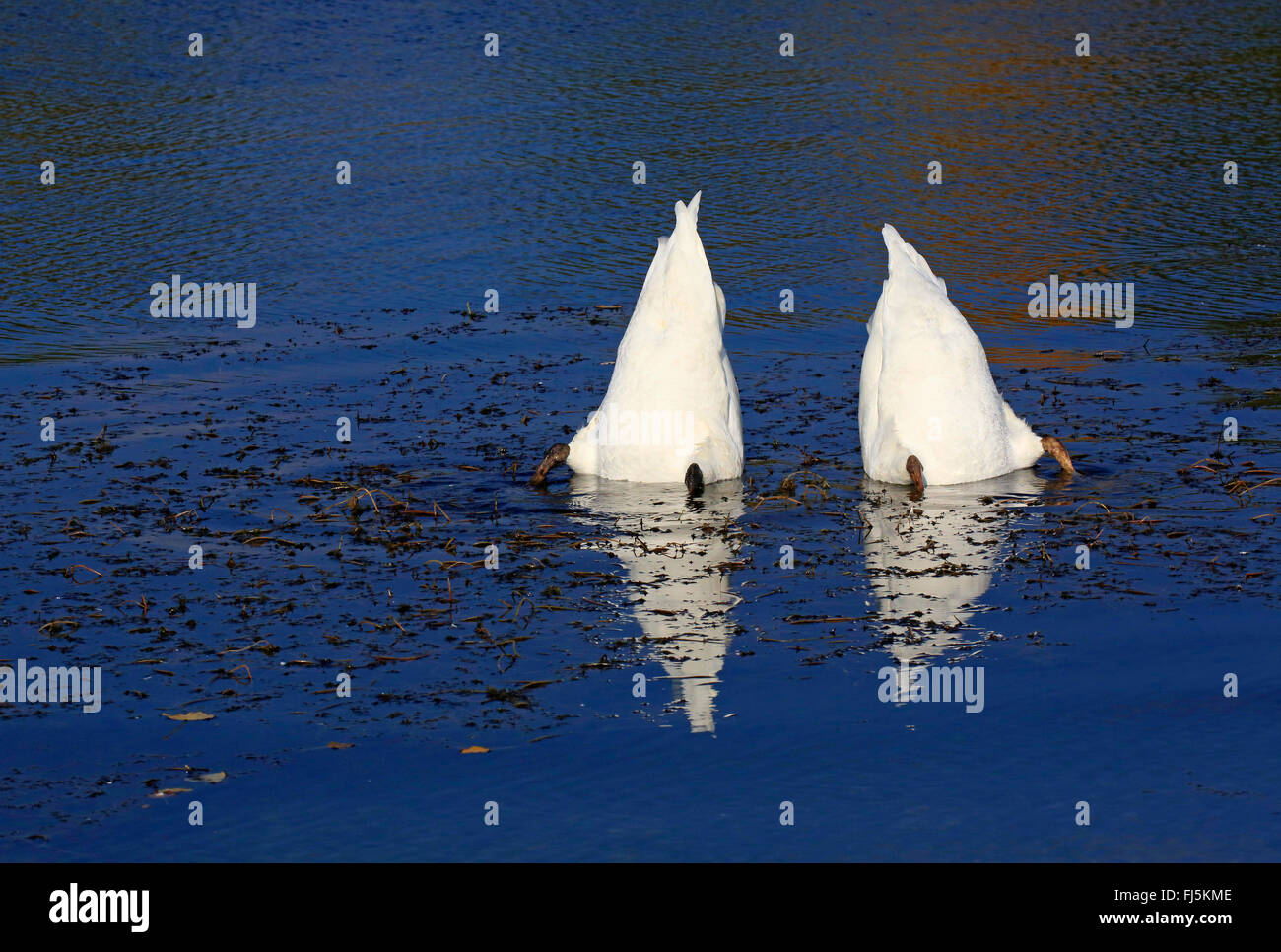 Swans reflecting hi-res stock photography and images - Alamy
