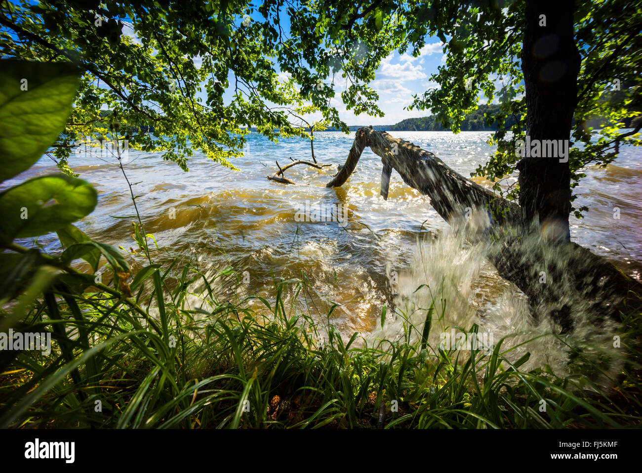 waves at lake shore with fallen tree, Germany, Brandenburg, Stechlin ...
