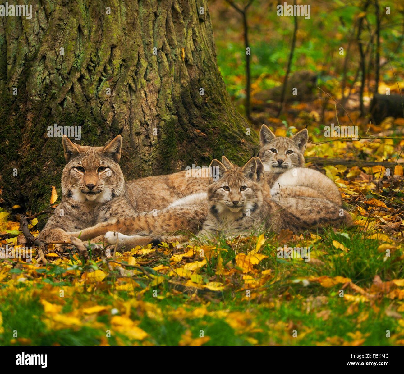 northern lynx (Lynx lynx lynx), lynx family lying in front of a tree in ...