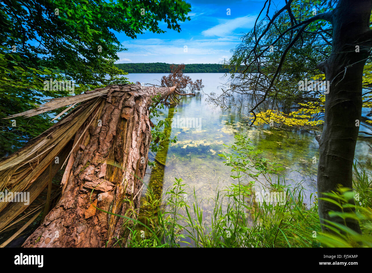 Fallen pine at lake shore, Germany, Brandenburg, Stechlin, Neuglobsow ...