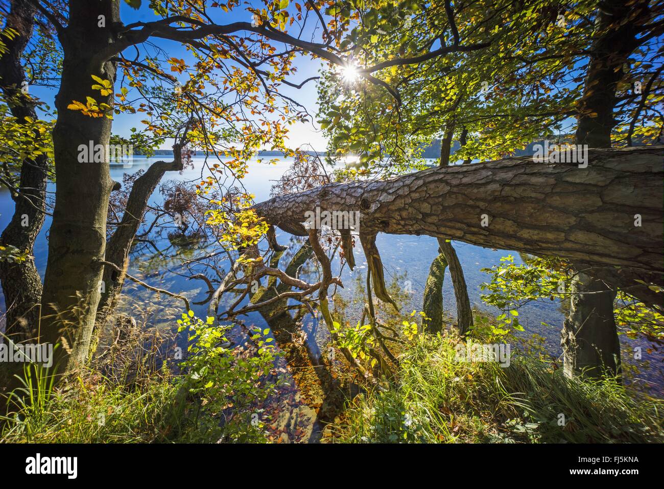 Fallen tree at lake shore, Germany, Brandenburg, Stechlin, Neuglobsow ...