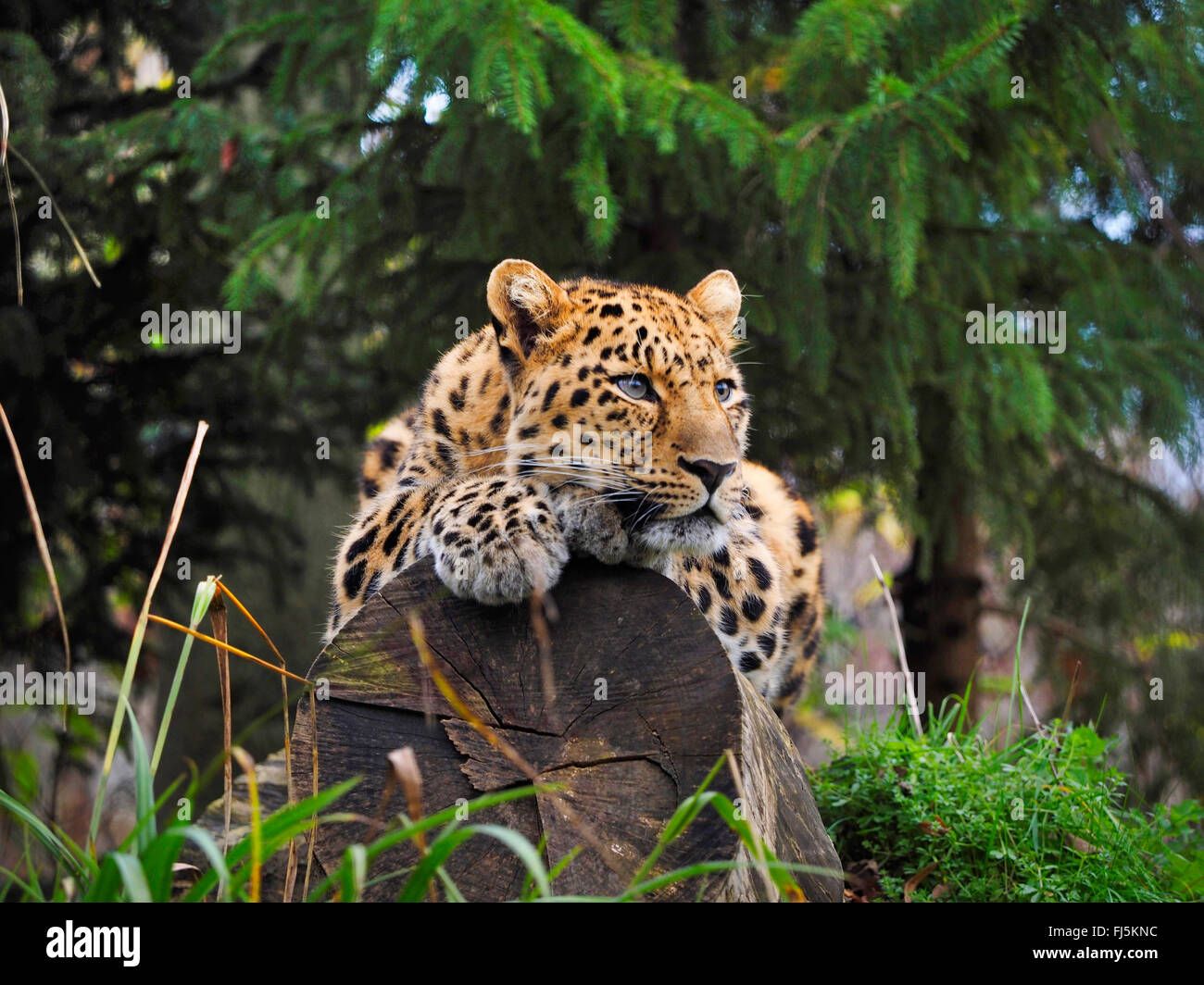 Amur leopard hi-res stock photography and images - Alamy
