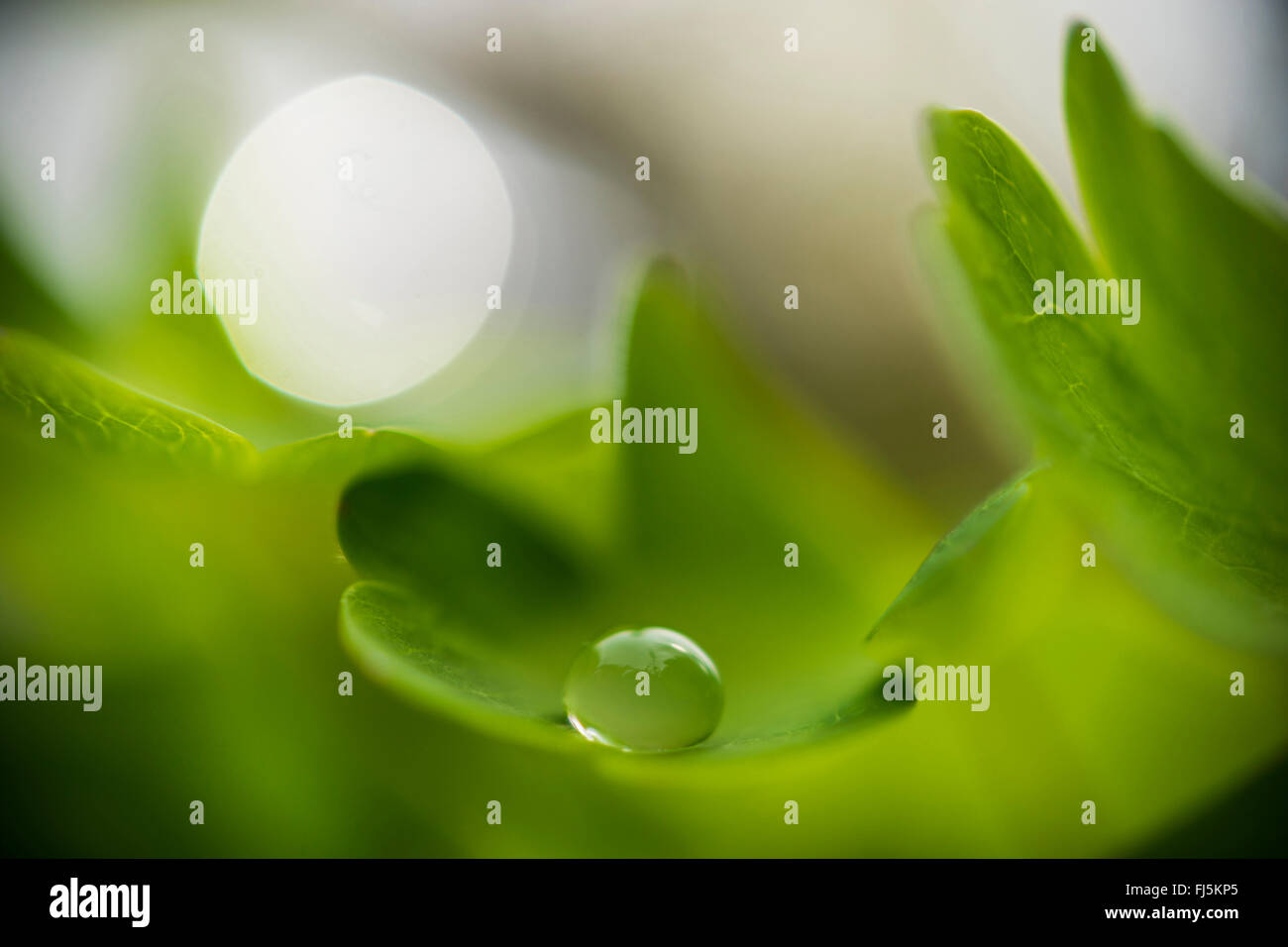 Water drop leaf hi-res stock photography and images - Alamy
