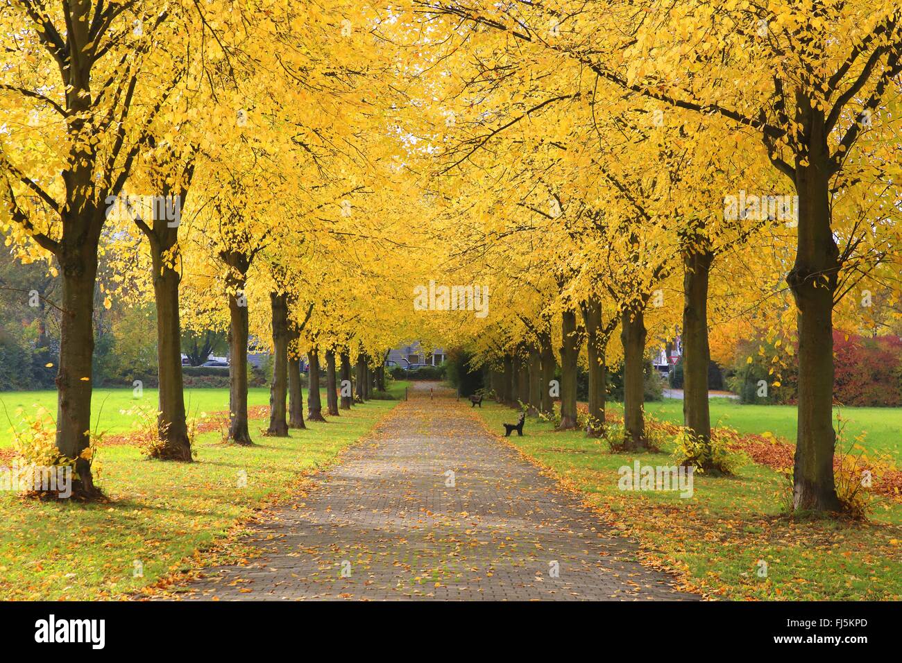 large-leaved lime, lime tree (Tilia platyphyllos), lley in autumn ...