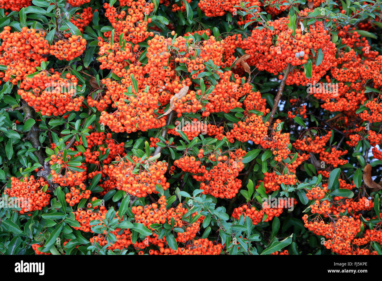 Scarlet firethorn hi-res stock photography and images - Alamy