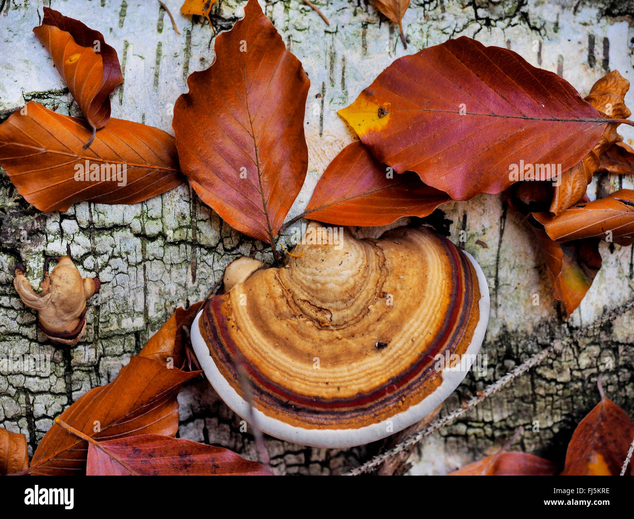 Red belted polypore fomitopsis pinicola hi-res stock photography and ...