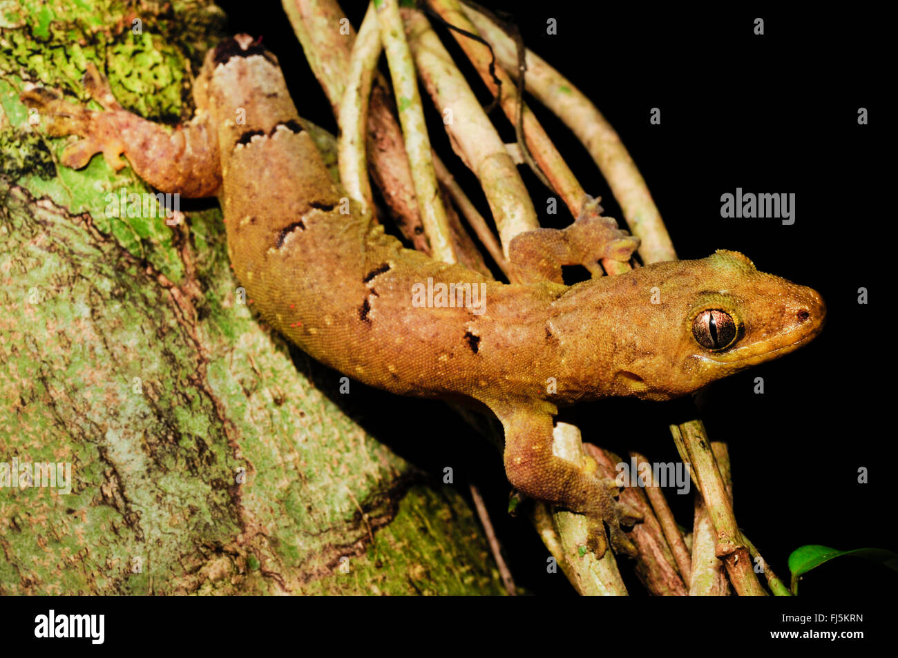 Mountain New Caledonian Gecko (Bavayia cyclura, Bavayia montana), on a ...