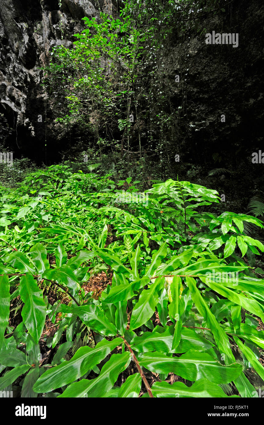 vegetation in the New Caledonian rain forest, New Caledonia, Ile des ...