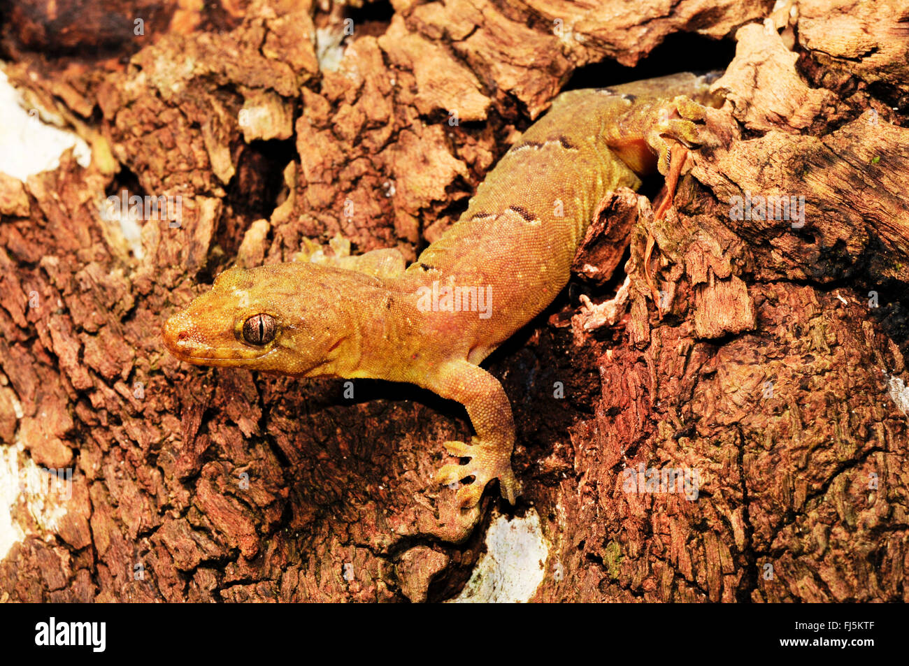 Mountain New Caledonian Gecko (Bavayia cyclura, Bavayia montana), on a ...