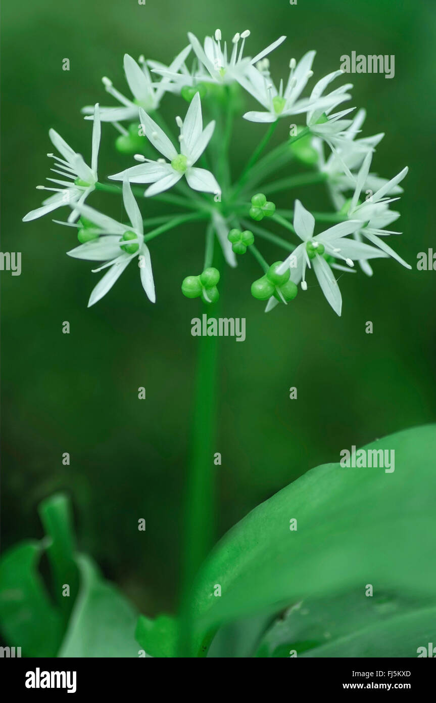 ramsons, buckrams, wild garlic, broad-leaved garlic, wood garlic, bear ...