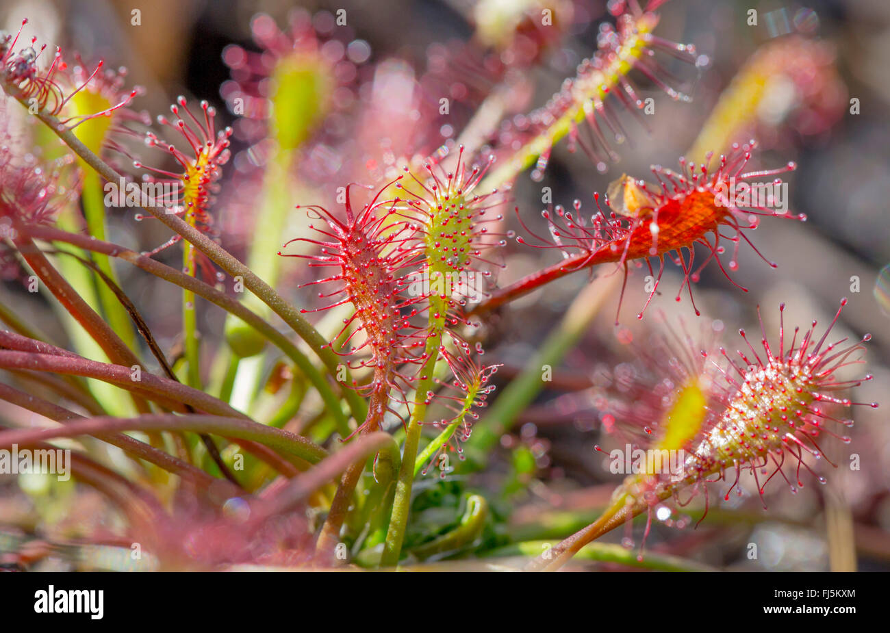 long-leaved sundew, oblong-leaved sundew, spoon-leaved sundew (Drosera ...