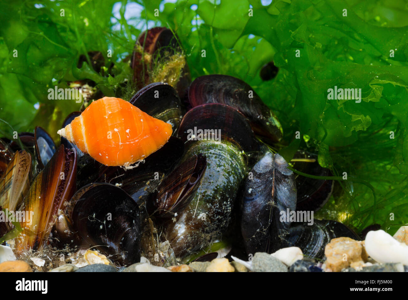 Atlantic dog whelk, northern dog whelk, Atlantic dogwinkle, northern ...