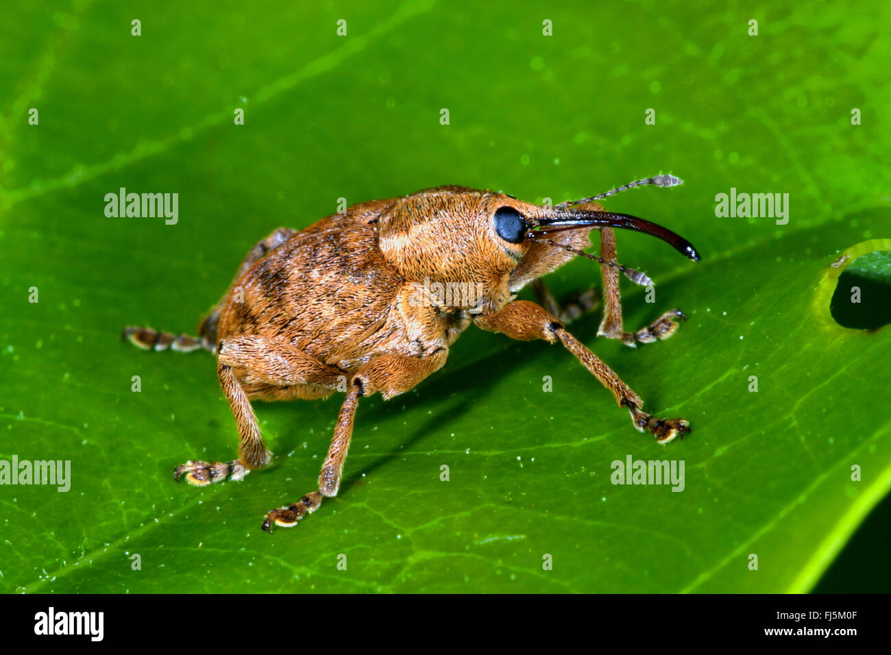Curculio venosus hi-res stock photography and images - Alamy