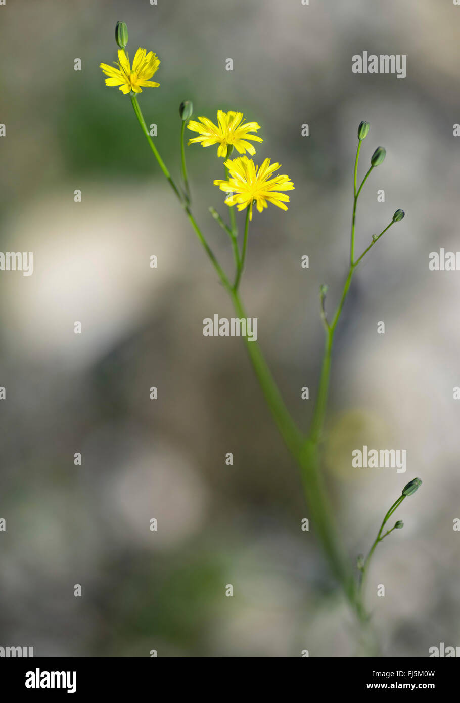 Common nipplewort lapsana communis hi-res stock photography and images ...