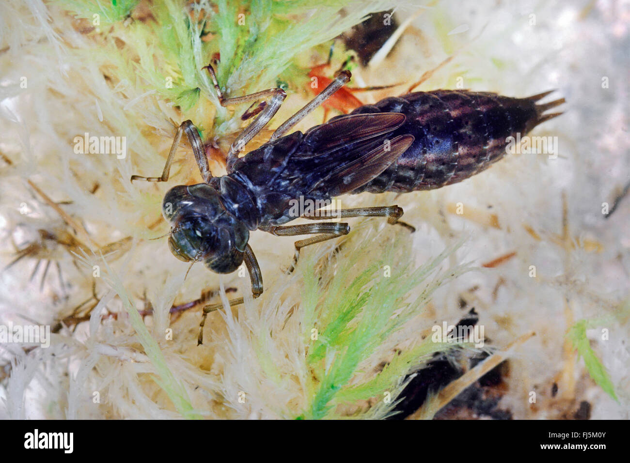Azure hawker aeshna caerulea hi-res stock photography and images - Alamy