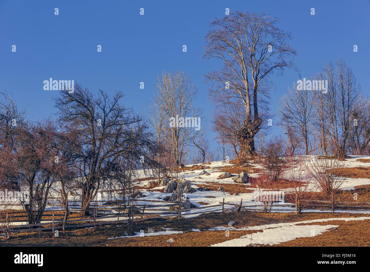Peaceful sunny rural landscape with dry leafless trees, rustic ...
