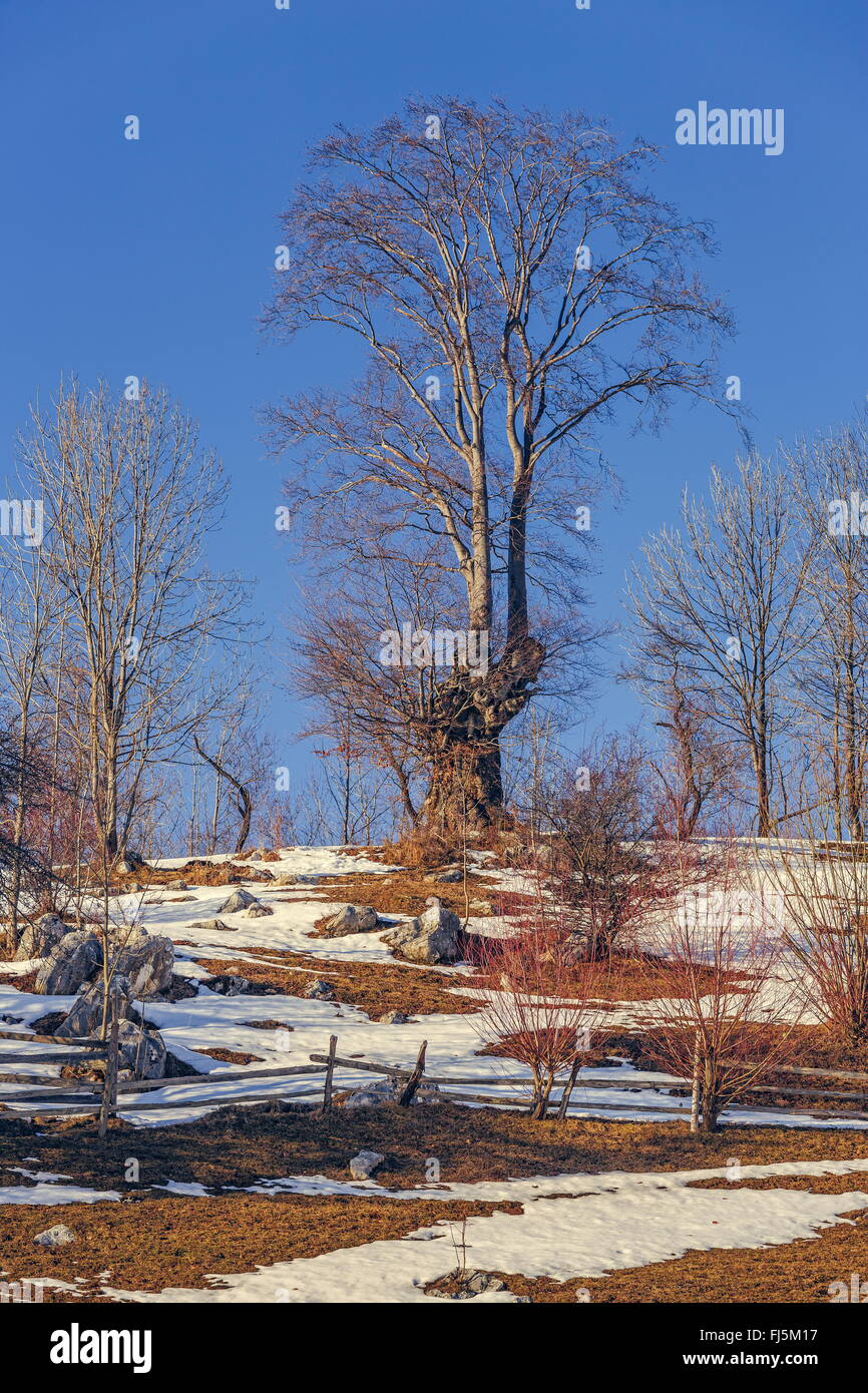 Peaceful sunny rural landscape with dry leafless trees, rustic ...