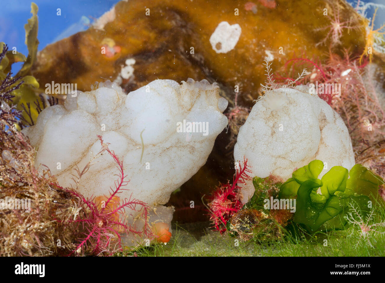 Animals animal ascidiae hi-res stock photography and images - Alamy