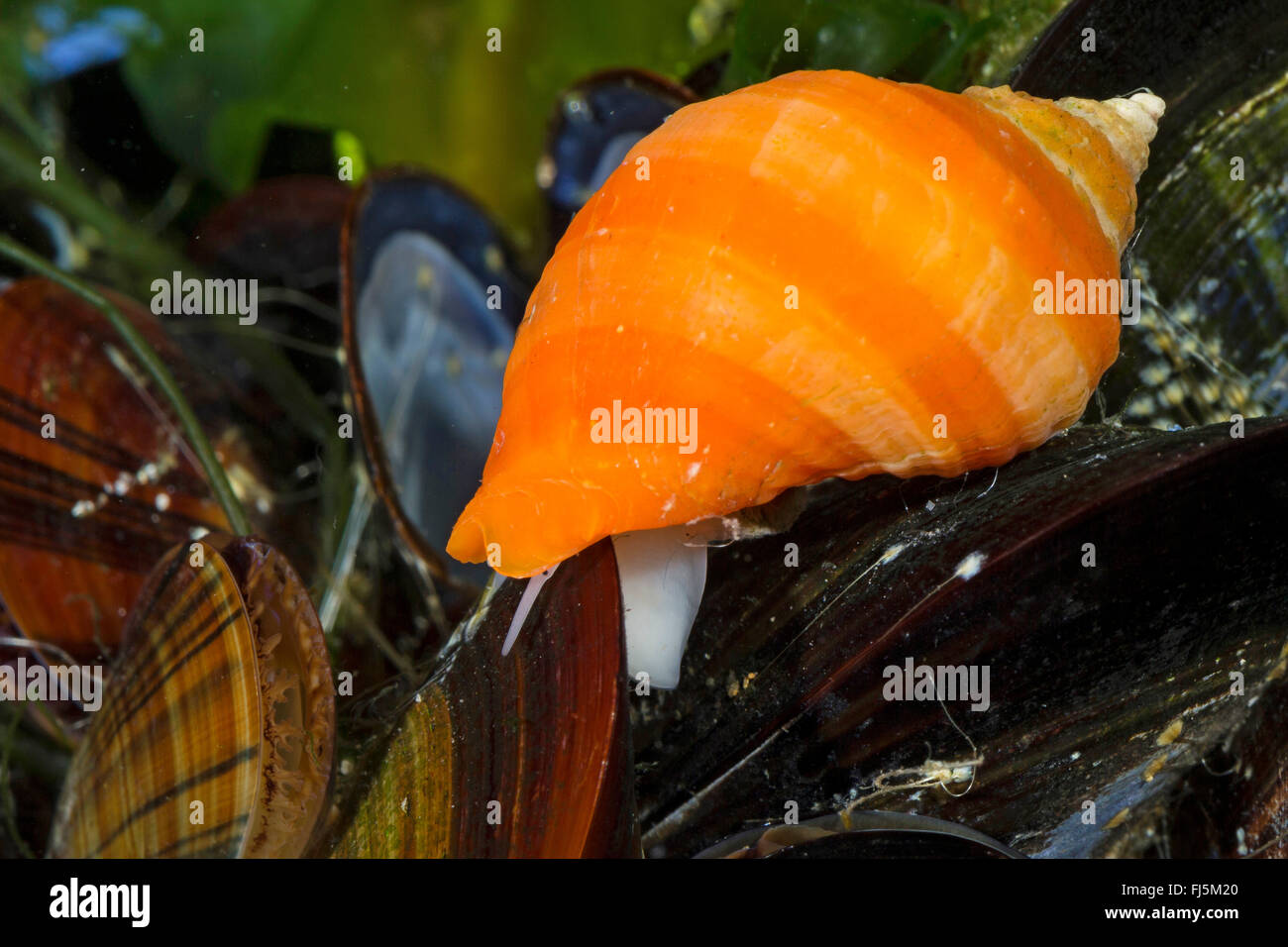 Whelks close up High Resolution Stock Photography and Images - Alamy