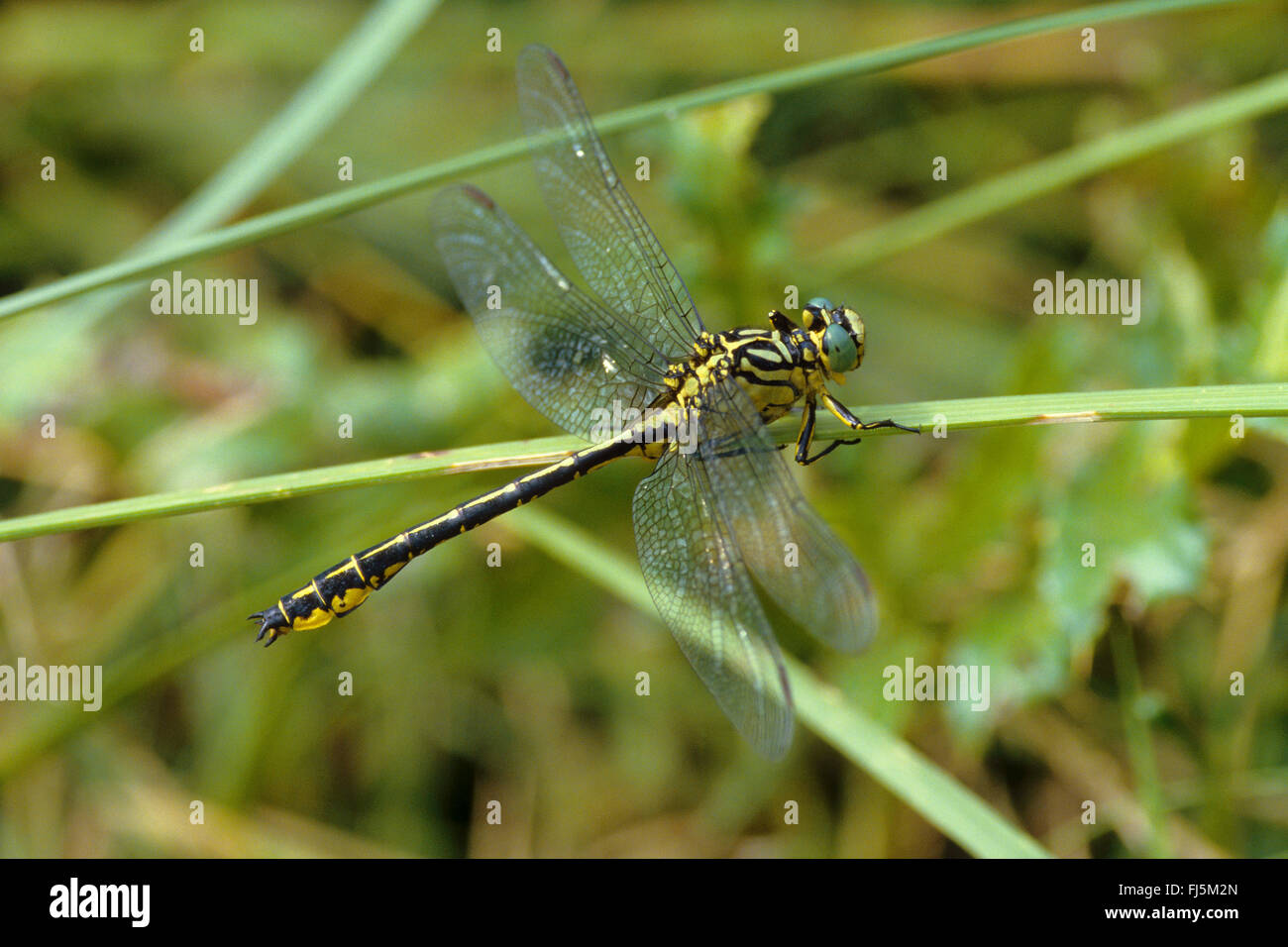 river clubtail, yellow-legged dragonfly (Gomphus flavipes, Stylurus ...