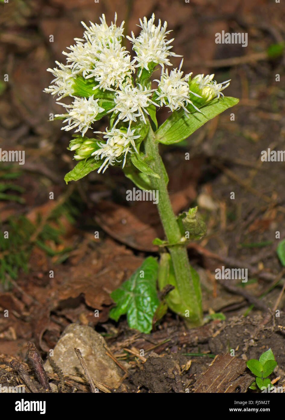 Alpine butterburr (Petasites paradoxus), blooming, Germany, Bavaria ...