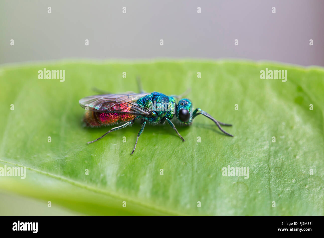 common gold wasp, ruby-tail, ruby-tailed wasp (Chrysis ignita), rests ...