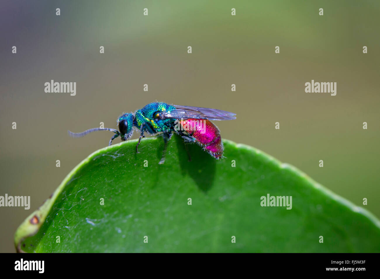 common gold wasp, ruby-tail, ruby-tailed wasp (Chrysis ignita), rests ...