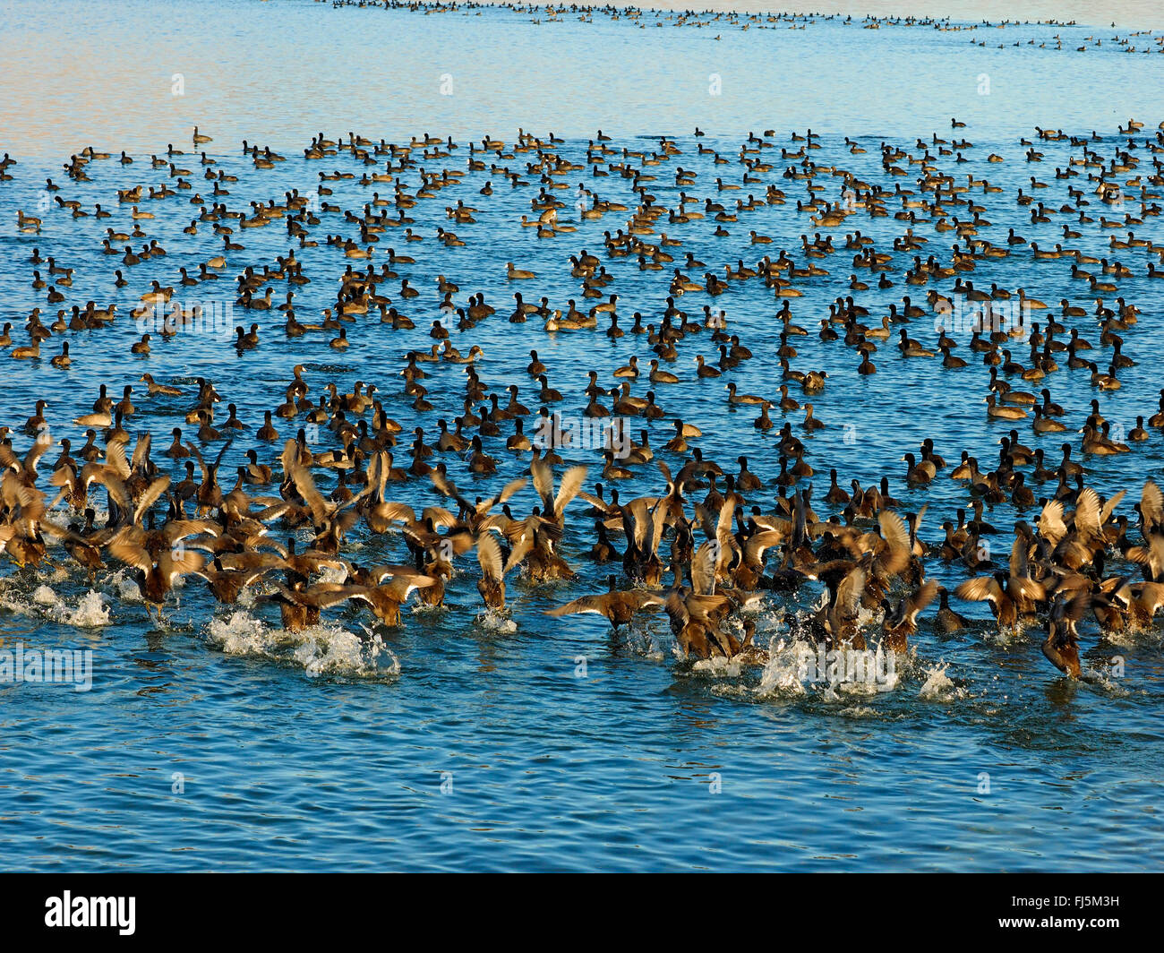 American coots on west lake hi-res stock photography and images - Alamy