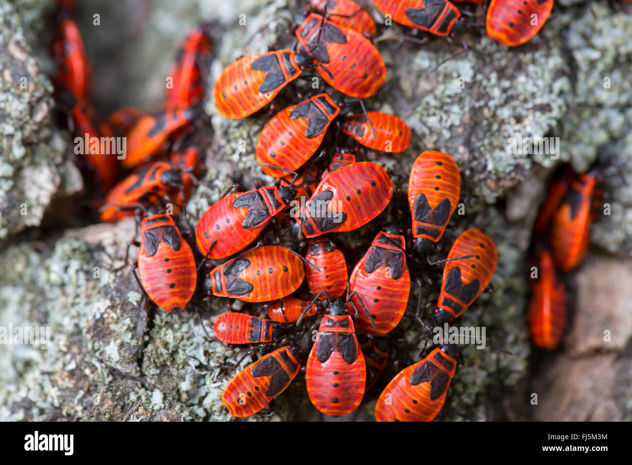 firebug (Pyrrhocoris apterus), larvae before hibernation, Germany ...